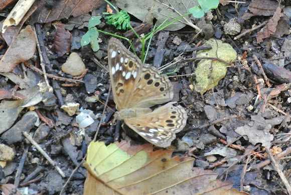 Hackberry Emperor Butterfly | Project Noah