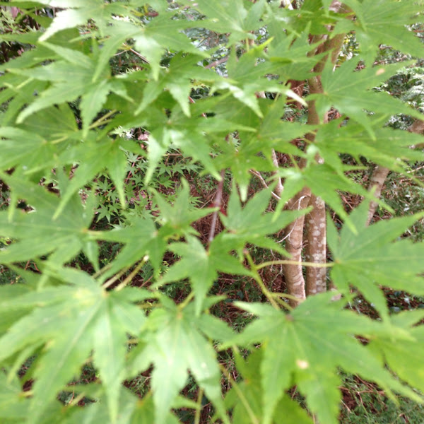 Japanese Maple | Project Noah