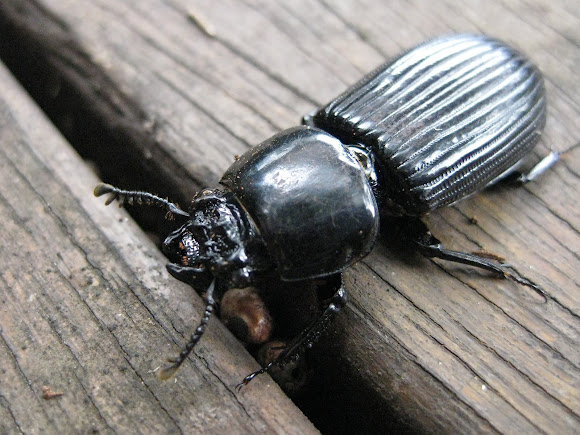 Passalid Beetle | Project Noah