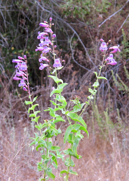Showy Penstemon | Project Noah