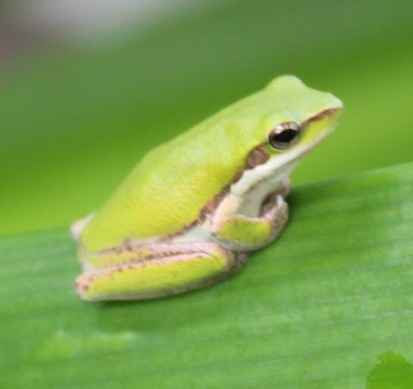 Eastern Dwarf Tree Frog | Project Noah