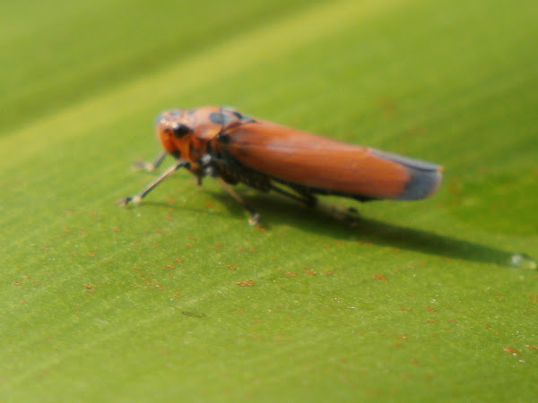 Orange Leafhopper | Project Noah