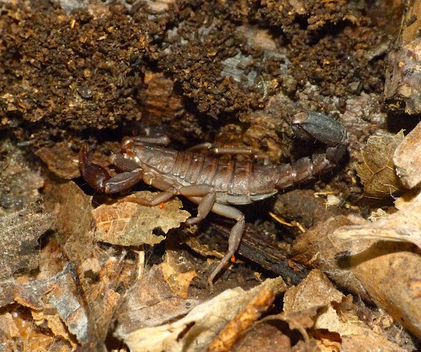 Southern unstriped scorpion | Project Noah