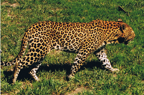 African Leopard | Project Noah