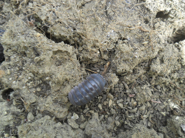 Bicho da conta | Project Noah