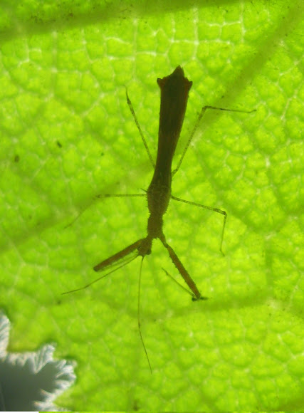 Thread-legged Assassin Bug | Project Noah