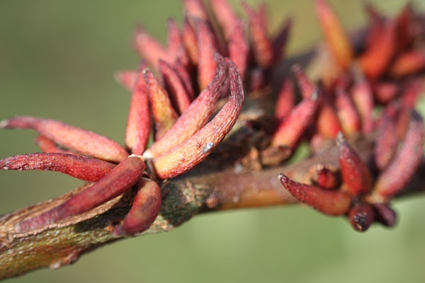 Gall wasp larvae | Project Noah