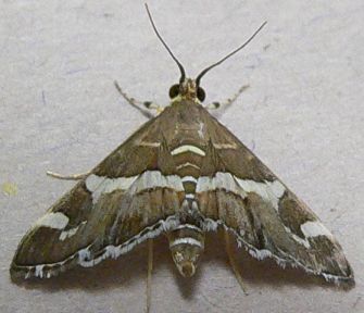 Hawaiian Beet Webworm Moth | Project Noah