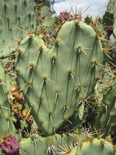 Paddle cactus | Project Noah