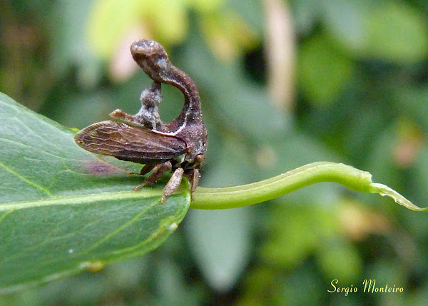 Treehopper | Project Noah