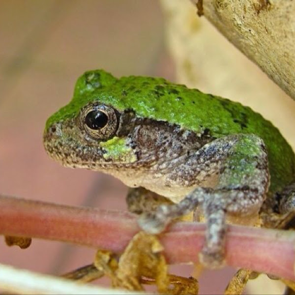 Cope's Gray Tree Frog | Project Noah