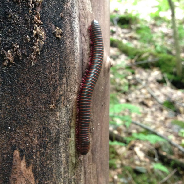 North American millipede | Project Noah