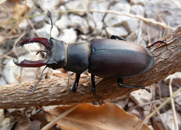 Stag Beetle / Jelenjak ♂ | Project Noah