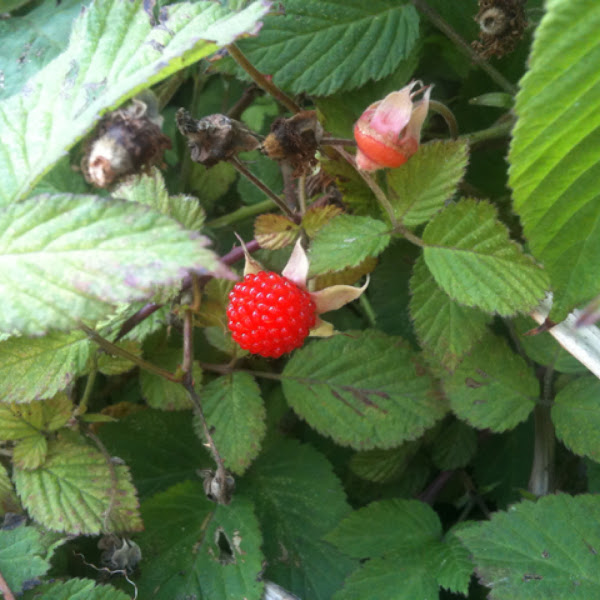 Raspberry | Project Noah