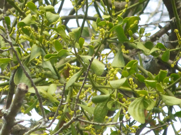 Oak Mistletoe | Project Noah