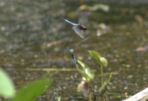 Blue corporal | Project Noah