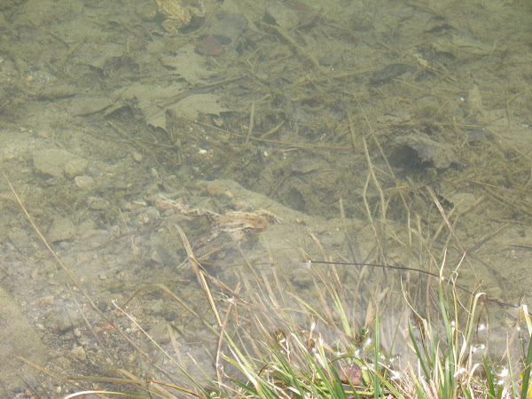 Common toad | Project Noah