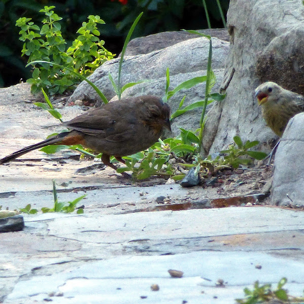 California Towhee raising a Brown Headed Cowbird | Project Noah