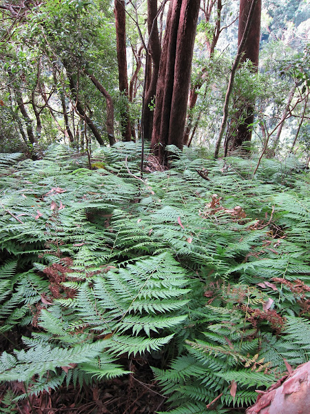 Lacy Ground Fern | Project Noah