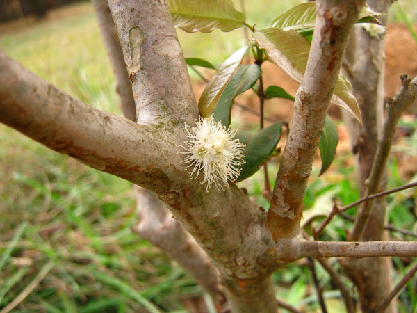 Flower of Brazilian Grape Tree, Jaboticaba | Project Noah