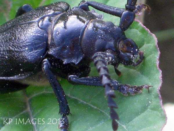 Broad Necked Root Borer Beetle | Project Noah