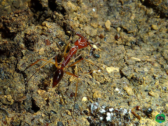 Trap-Jaw Ant (cave) | Project Noah