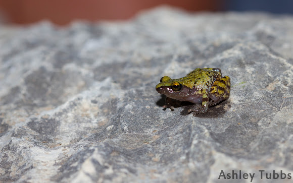 Cliff Chirping Frog | Project Noah
