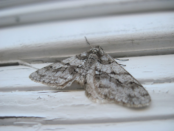 The Half-wing | Project Noah