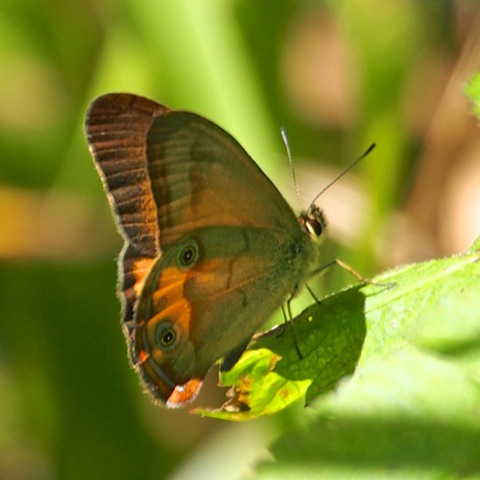 Common Brown Ringlet | Project Noah