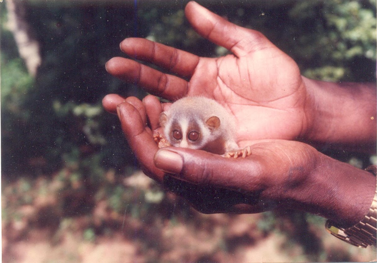 Grey Slender Loris