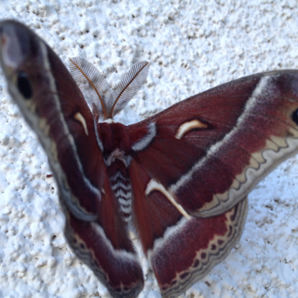 Ceanothus Silk Moth | Project Noah