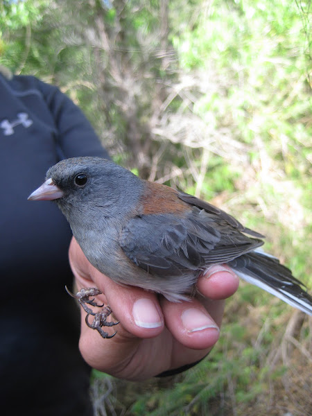 Gray-headed Junco | Project Noah