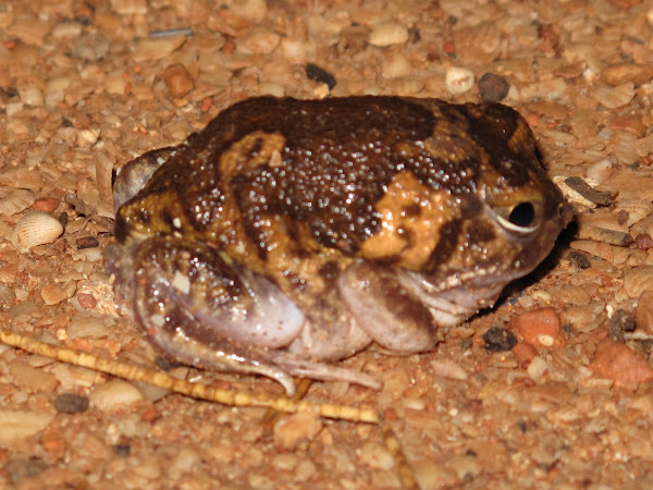 Desert Spadefoot Toad | Project Noah