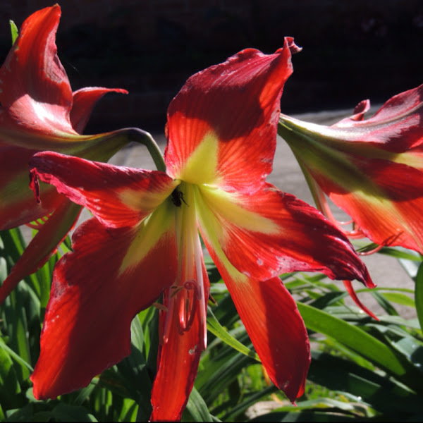 Amaryllis Striatum (Hippeastrum) | Project Noah