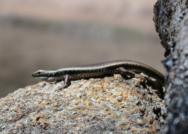 Eastern Water Skink | Project Noah