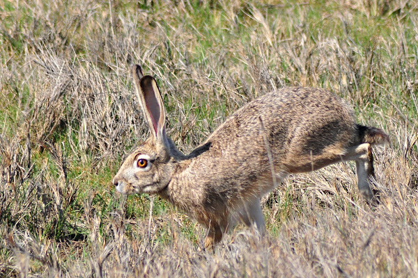 Jackrabbit | Project Noah