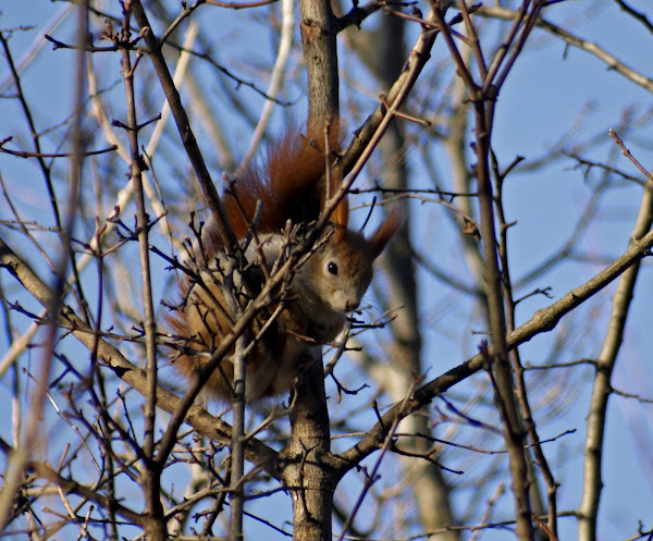 Eurasian Red Squirrel | Project Noah