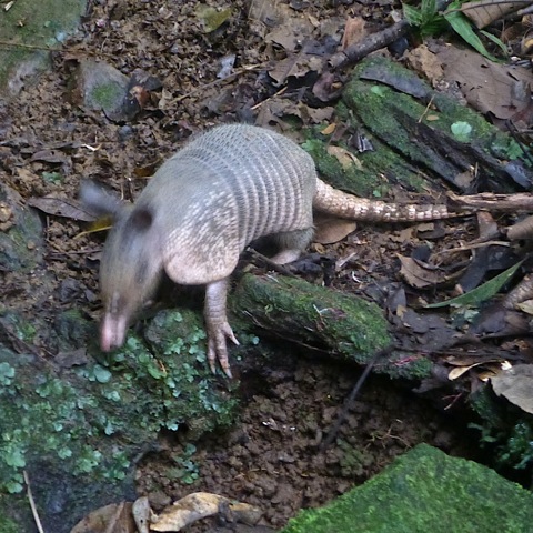 Nine-banded armadillo | Project Noah