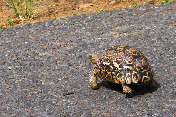Leopard tortoise | Project Noah