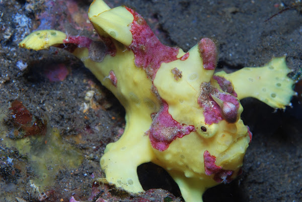 Clown Frog fish (Angler fish) | Project Noah