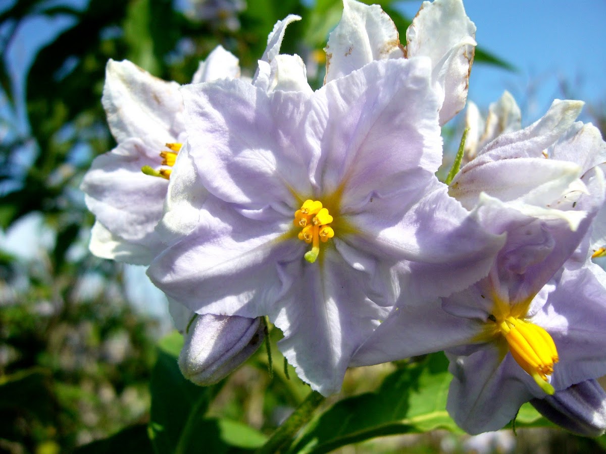 Natre | Project Noah