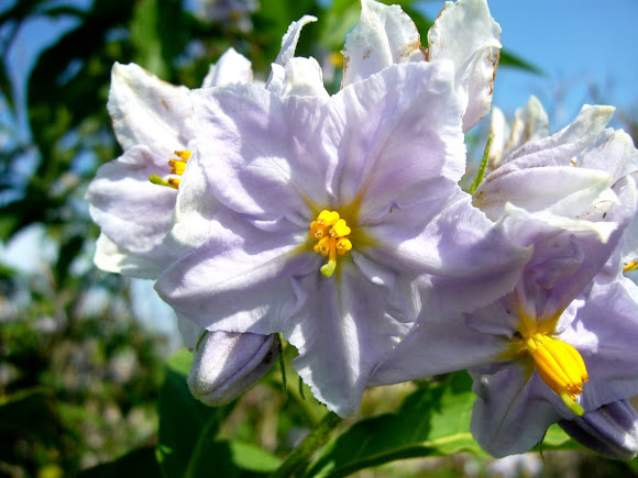 Natre | Project Noah