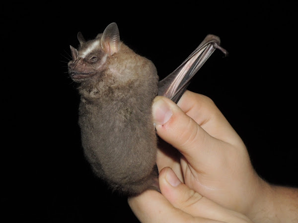 Great Fruit-Eating Bat | Project Noah