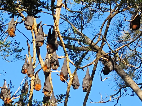 Grey-headed Flying Fox (colony July 2013) | Project Noah