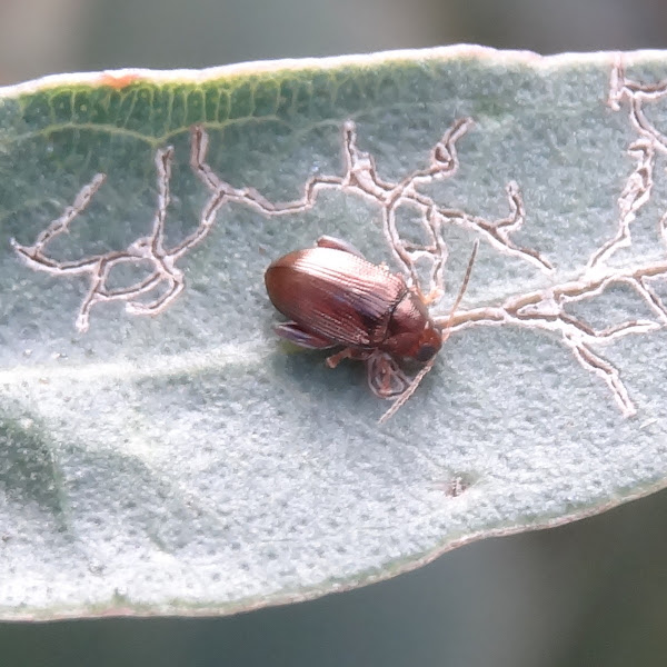 Brown leaf flea beetle | Project Noah
