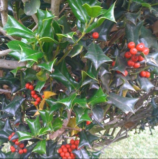 holly hock tree | Project Noah