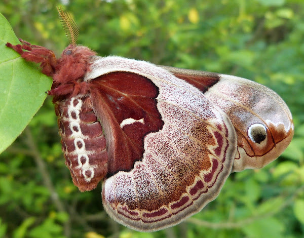 Promethea Silk Moth | Project Noah