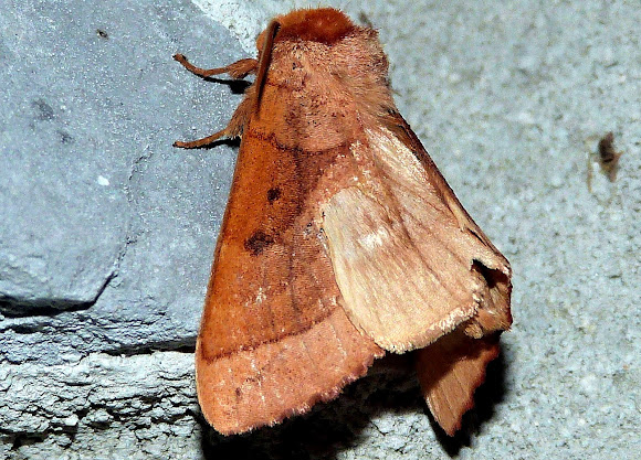 Spotted Datana Moth | Project Noah