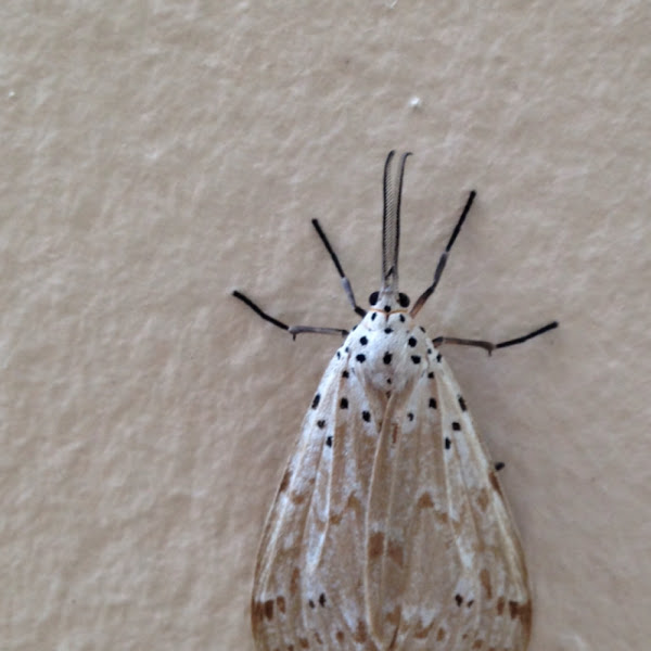 Spotting | Project Noah