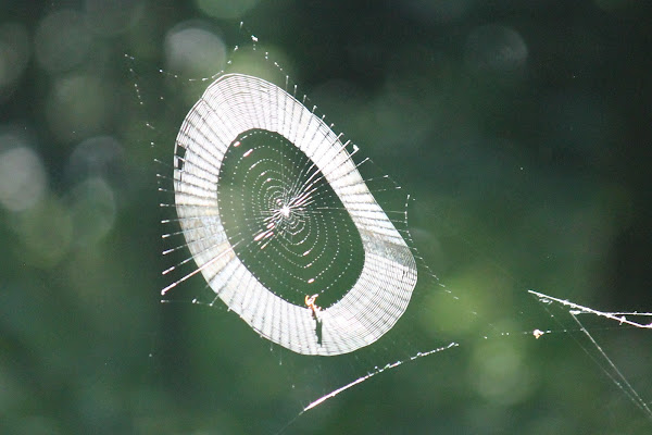Spider web | Project Noah